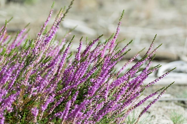 Kanerva (Calluna vulgaris) - niittyjen ja puutarhojen koriste ja yrtti ...